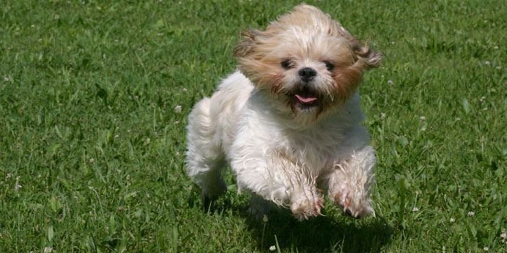 Dogs and Puppies for Sale on K9Stud.com